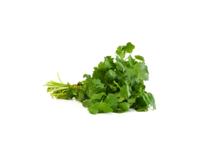 Buy Cilantro 60bu - Fresco